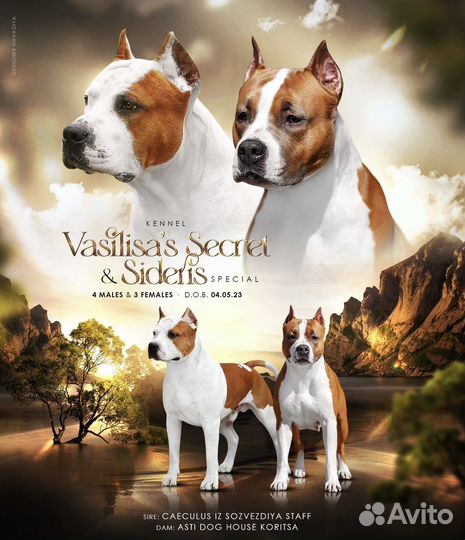 Щенки стаффа питомник