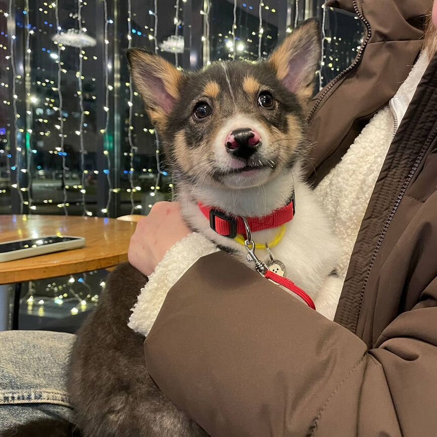 Щенок в добрые руки