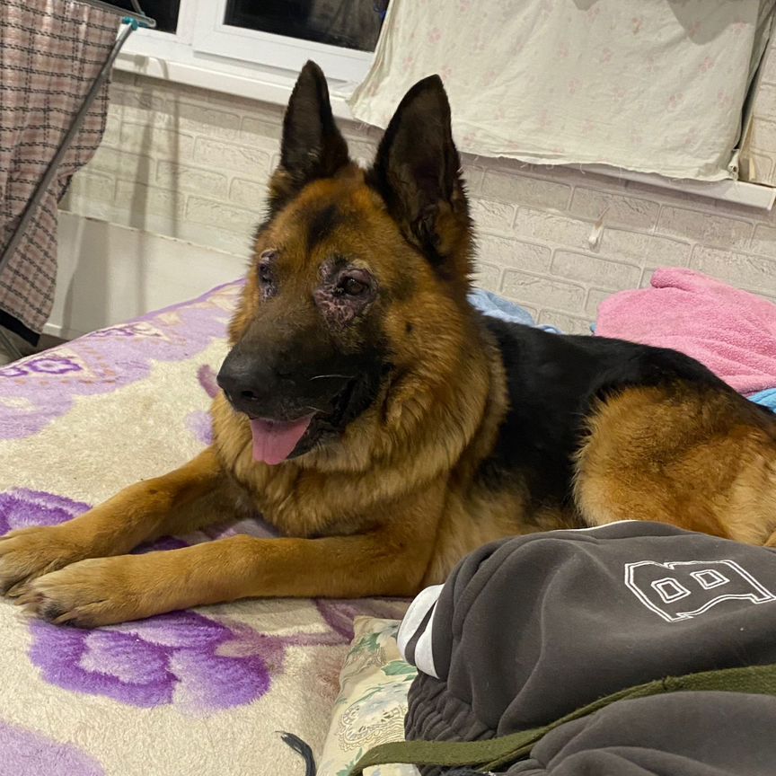 Немецкая овчарка, взрослая собака