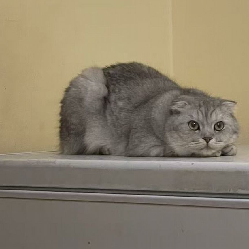 Бесплатно