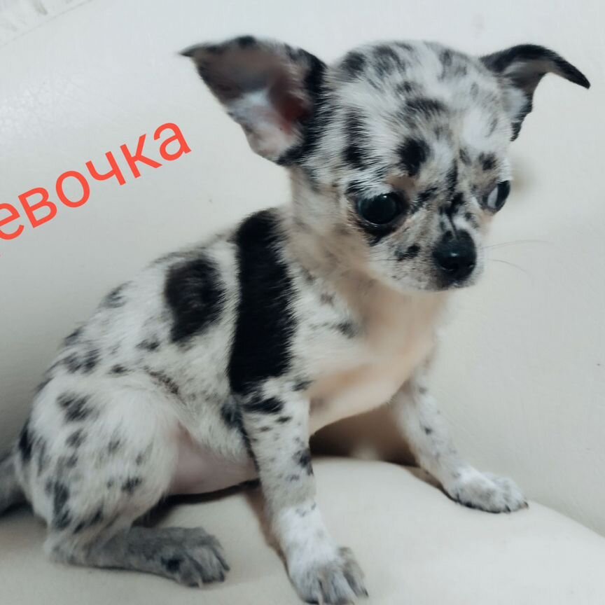 Чихуахуа, щенок