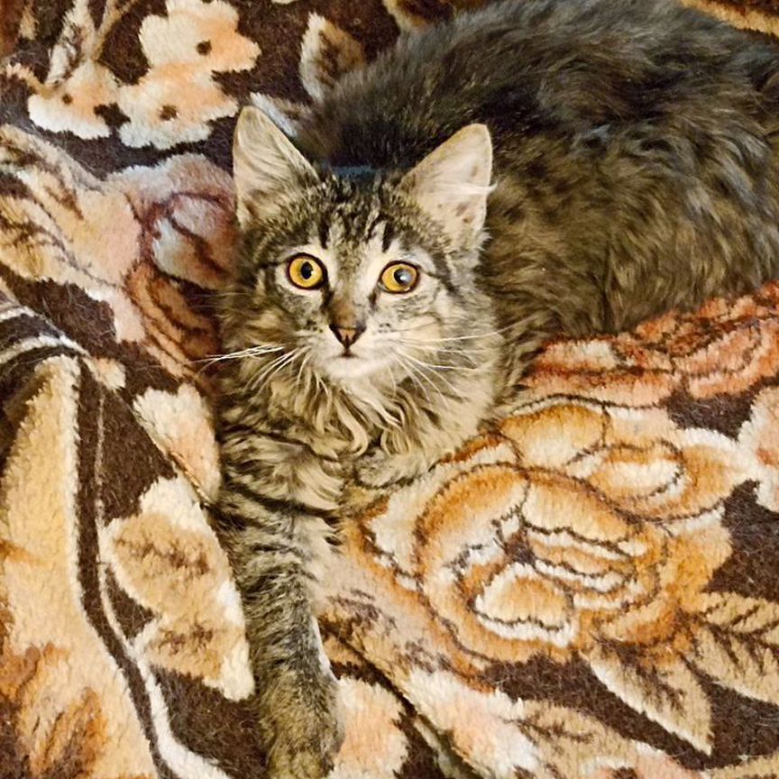 Соня ищет дом