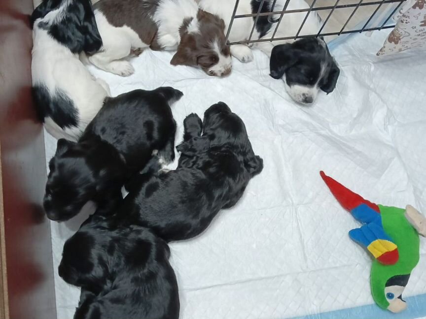 Русский охотничий спаниель щенки