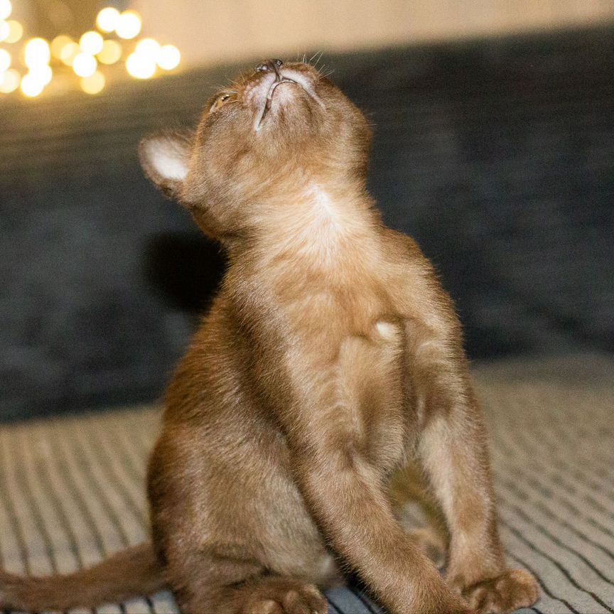 Бурманские котята