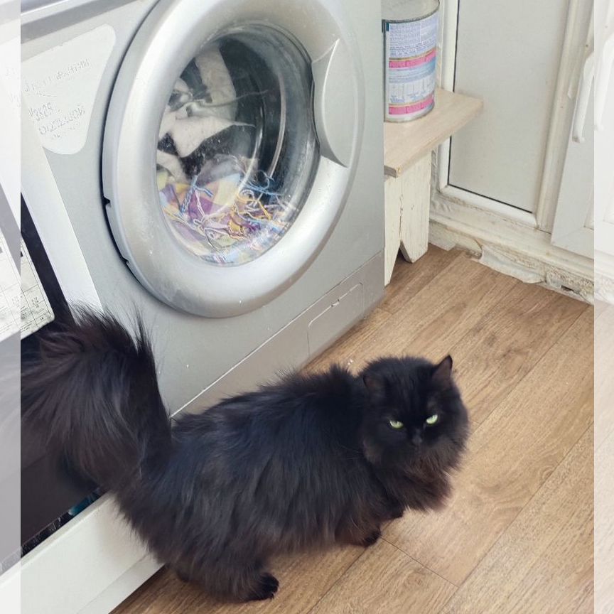 Персидская, взрослая кошка