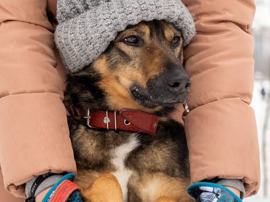 Весёлому контактному песику тяжело в приюте