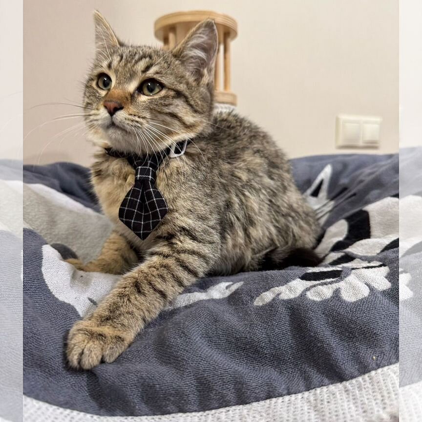 Котенок мальчик в добрые руки