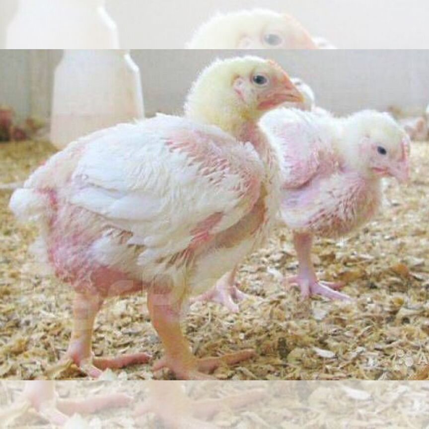 Цыплята бройлеры кобб 700