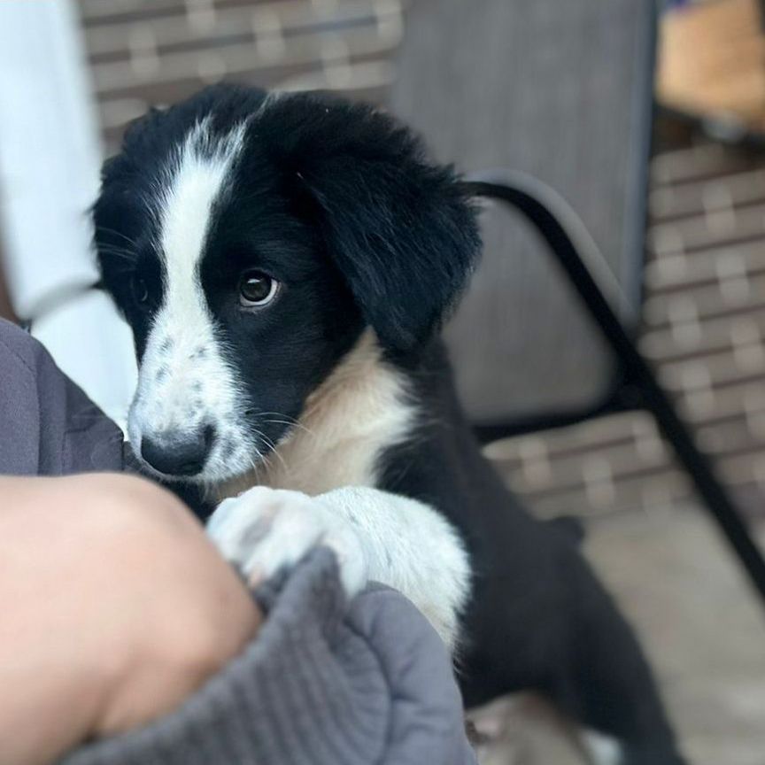 Бордер-колли, щенок