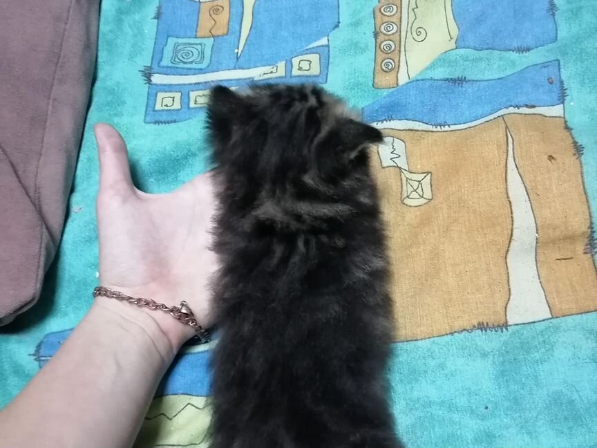 Кошка