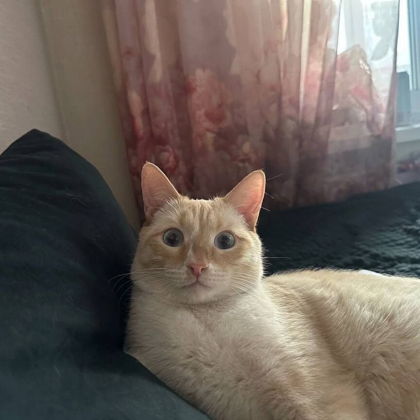 Кот в добрые руки