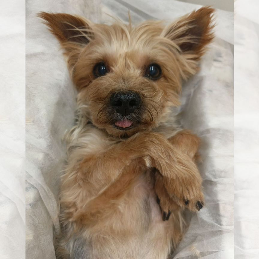 Йоркширский терьер, взрослый пёс