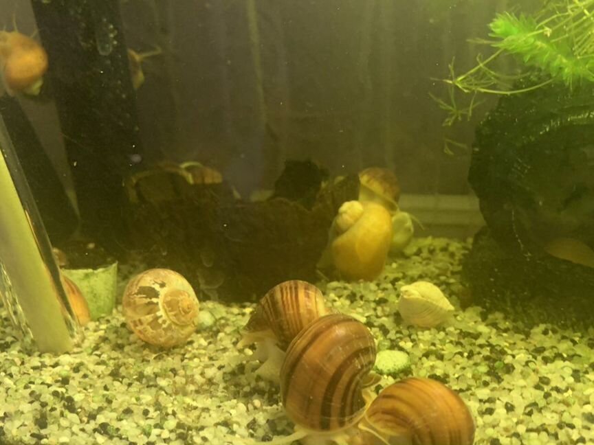 Аквариумные улитки Ампулярии большие