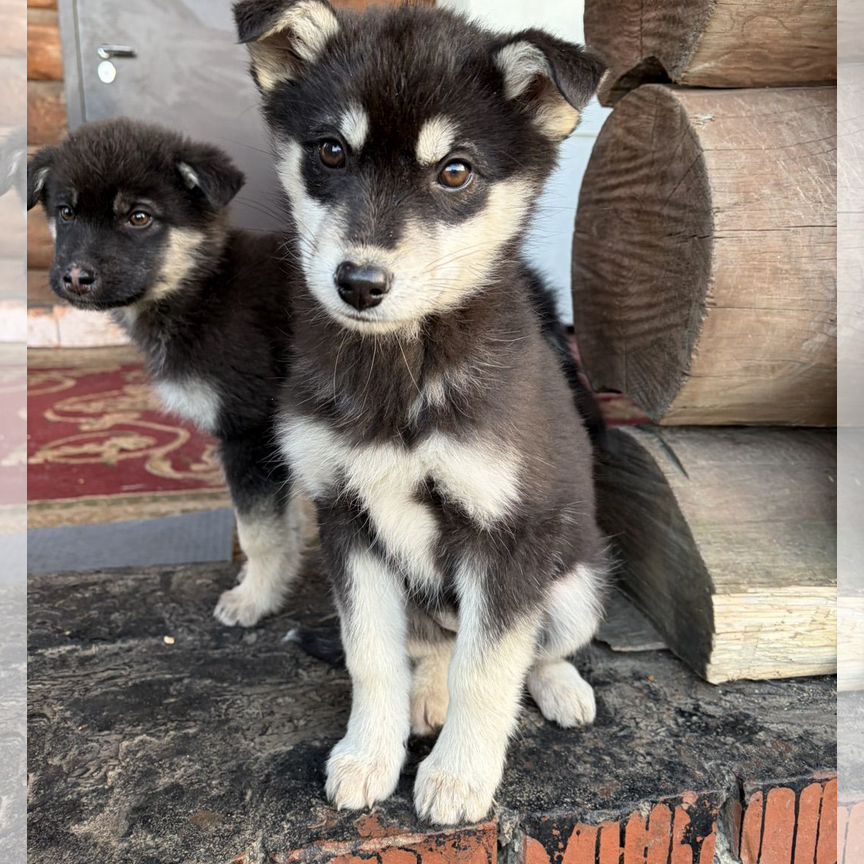 Сибирский хаски, щенок