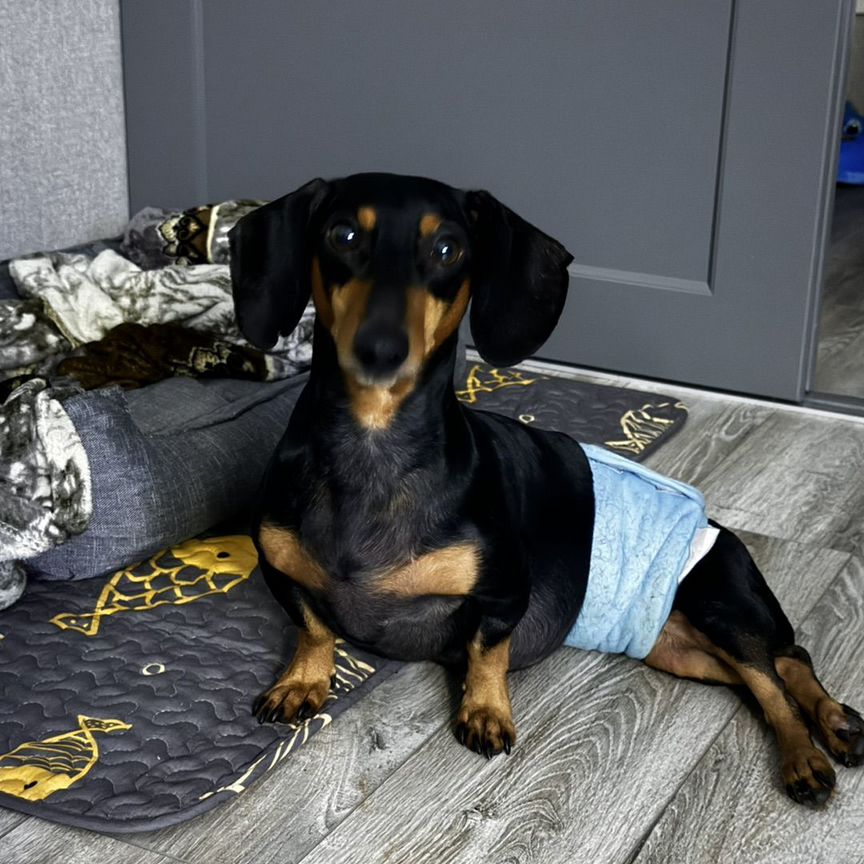 Такса-инвалид в добрые руки