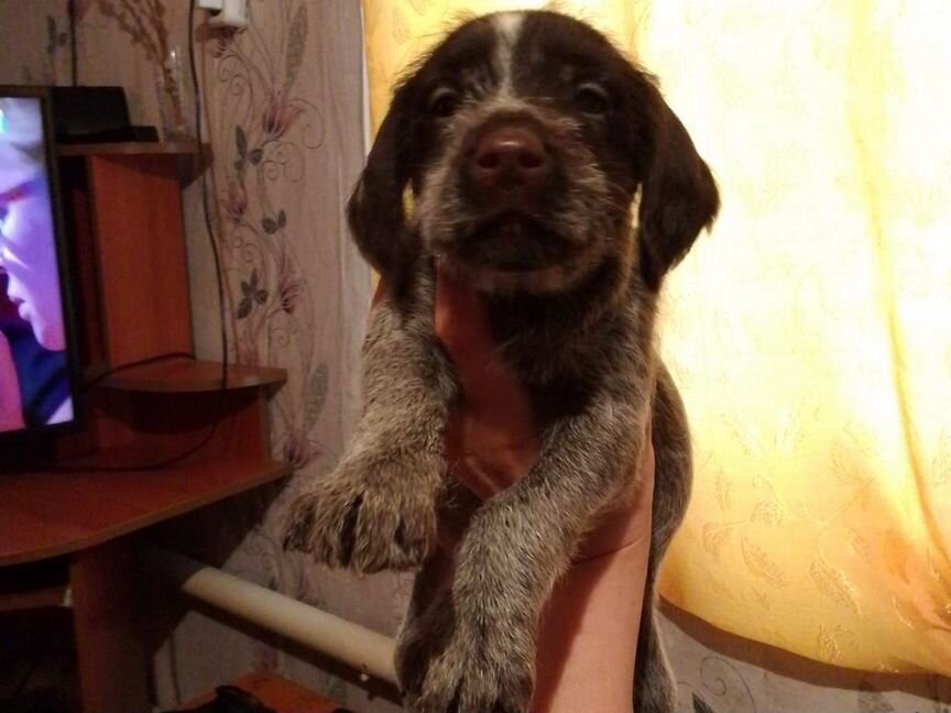 Щенки дратхаара в добрые руки