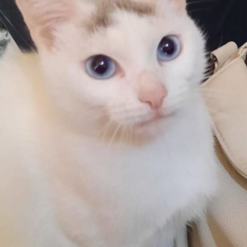 Белоснежка кошечка