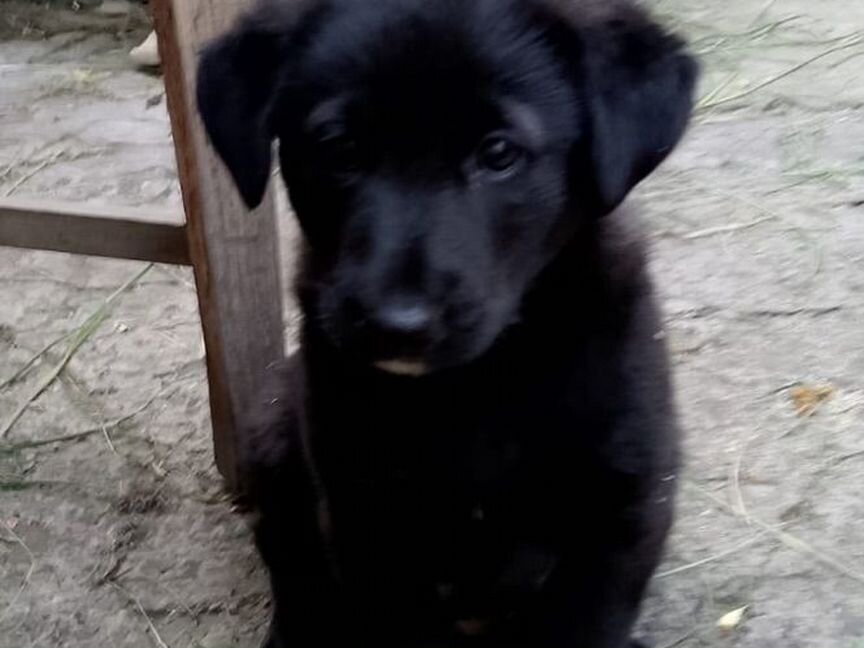 Отдам щеночка, девочку (1,5 месяца)