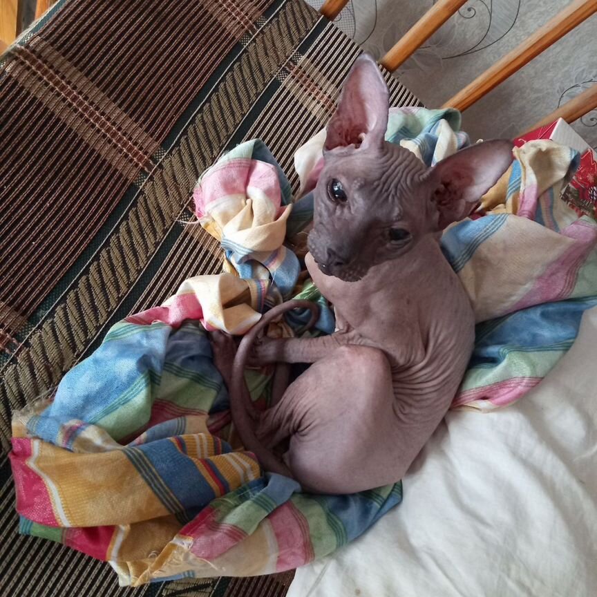 Кошка сфинкс бесплатно