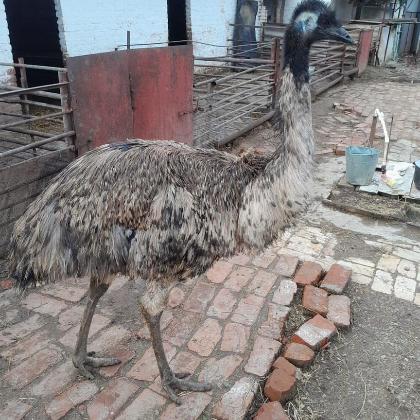 Продаются страусы