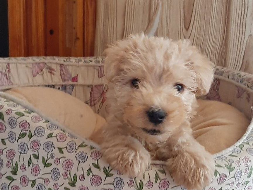 Лейкленд терьера щенок