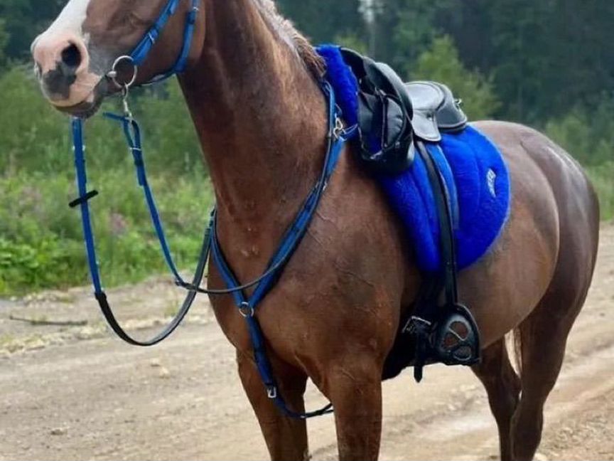 Уздечка с мартингалом