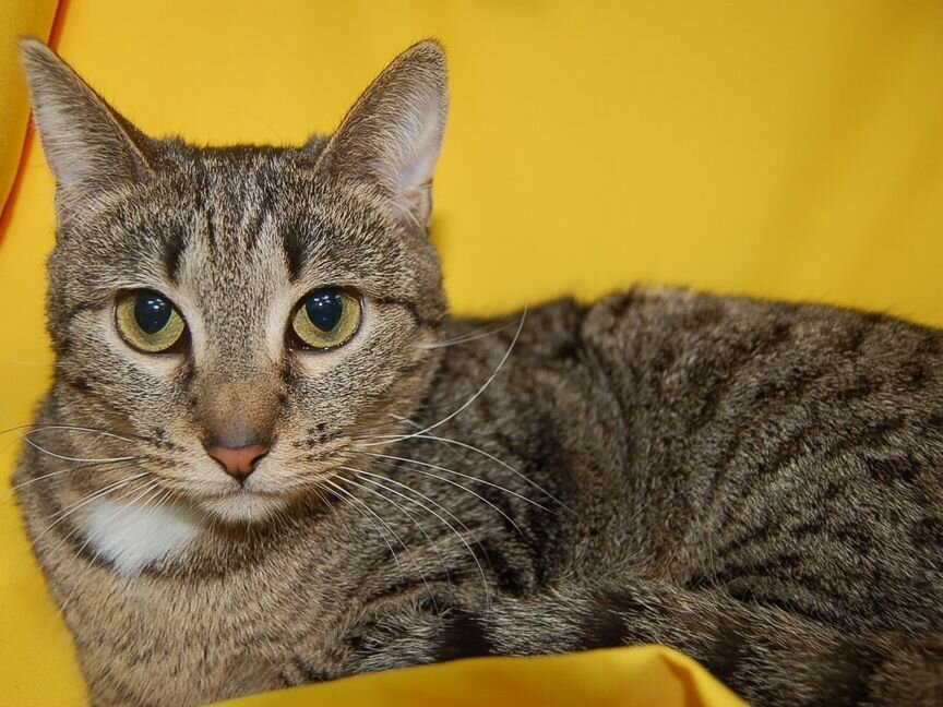 Умница-кошка Веста ищет дом