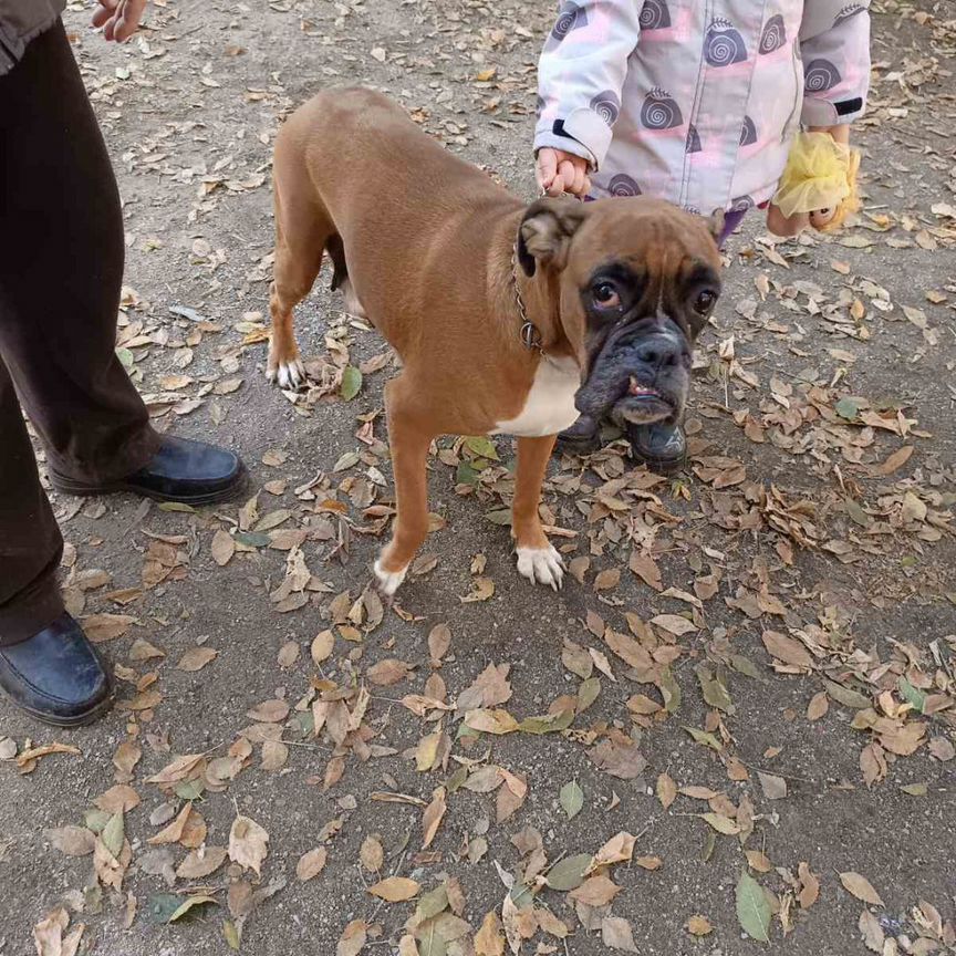 Продам щенков боксеров