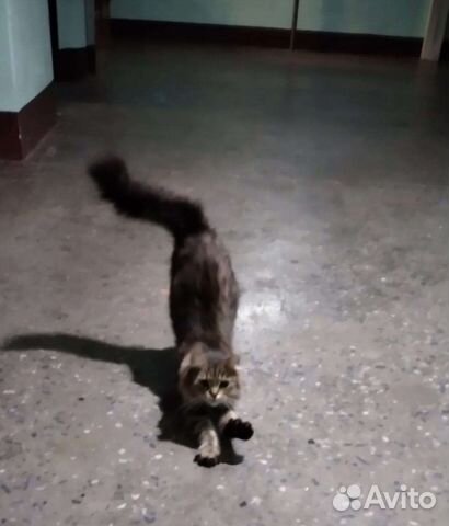 Кошечка бесплатно