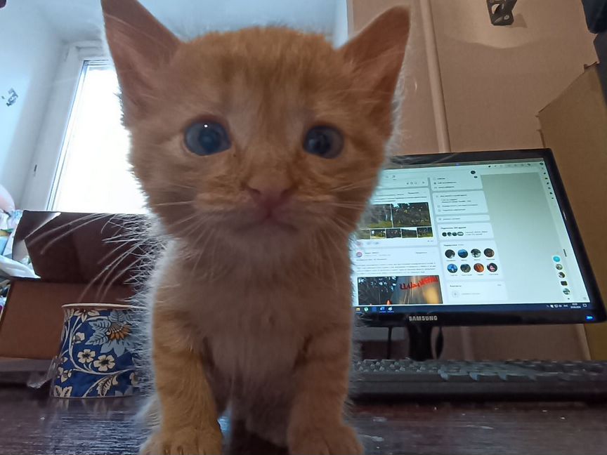 Котёнок в добрые руки