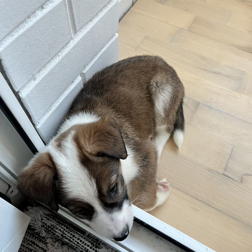 Щенок в добрые руки мальчик бесплатно