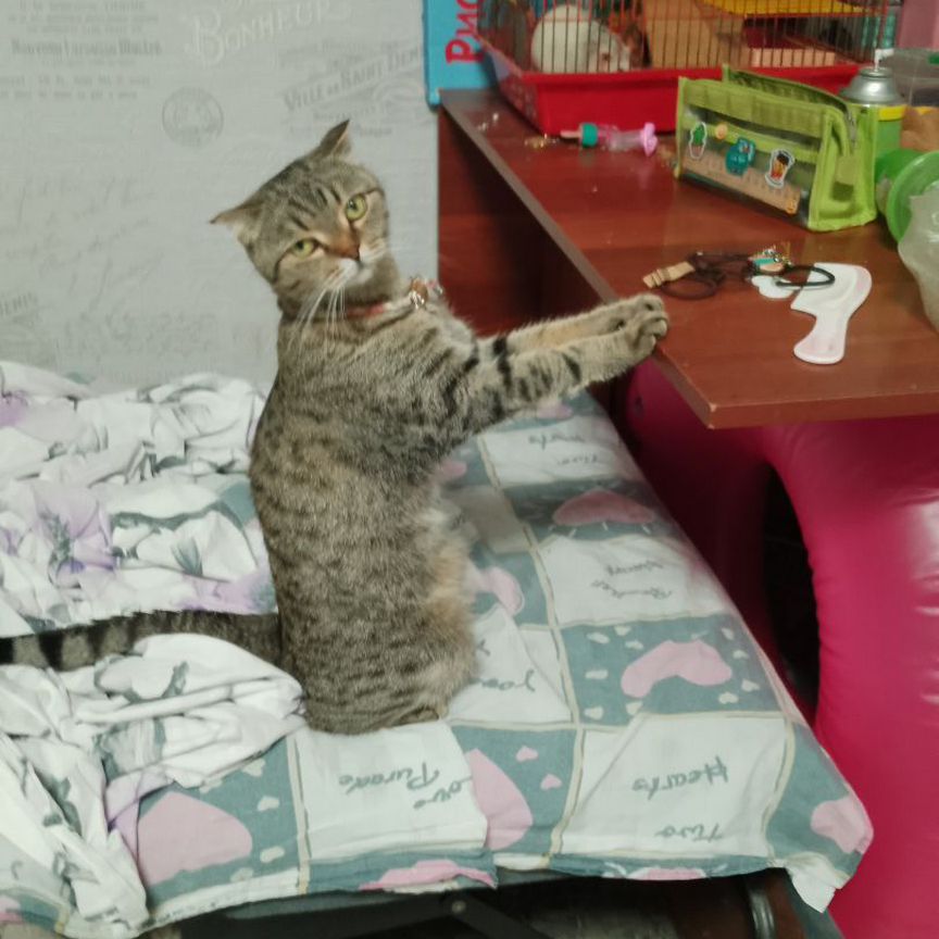 Шотландская вислоухая кошка