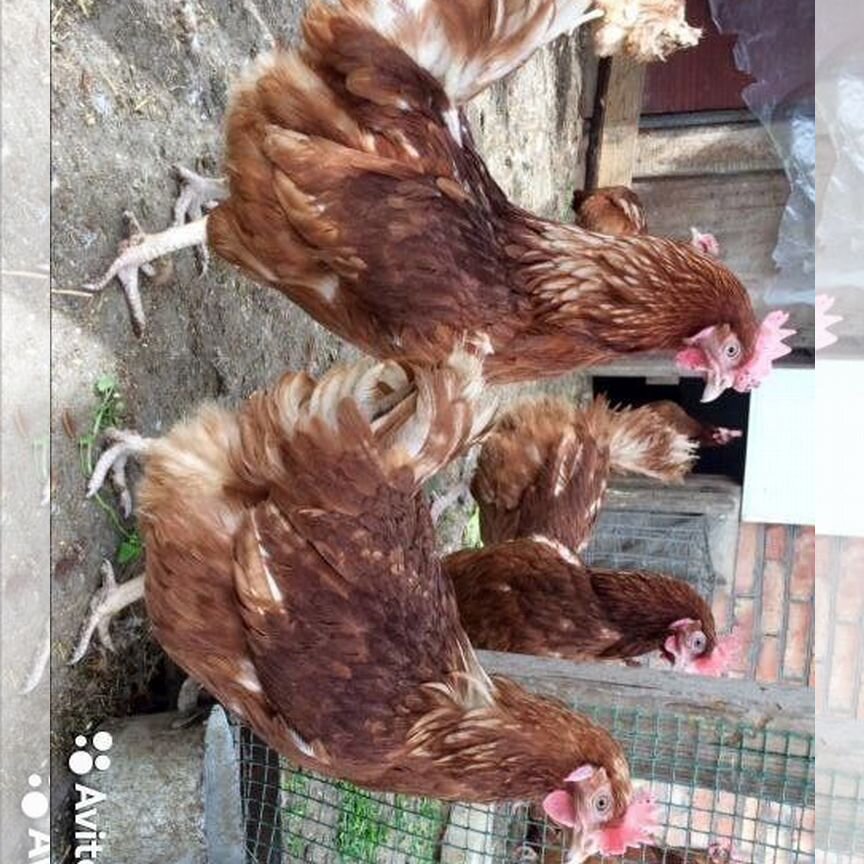 Курица несушка