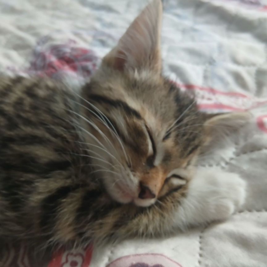 Котёнок в добрые руки