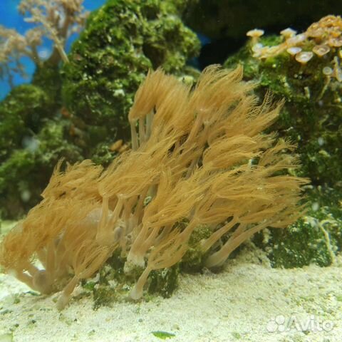 Камень с мягкими кораллами для морского аквармума