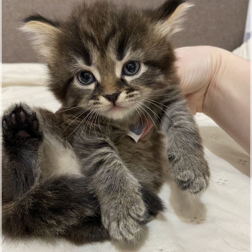 Тайский котёнок