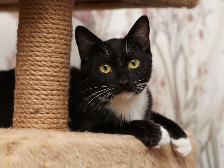 Котик Маркиз в добрые руки