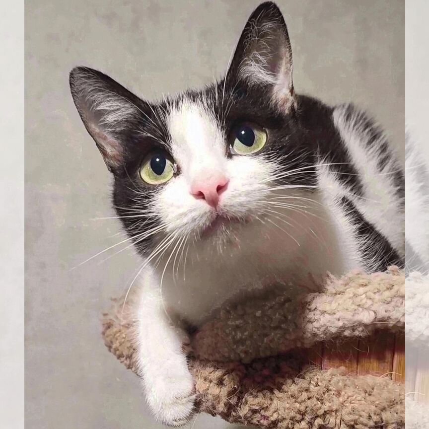 Взрослая кошка от частного владельца