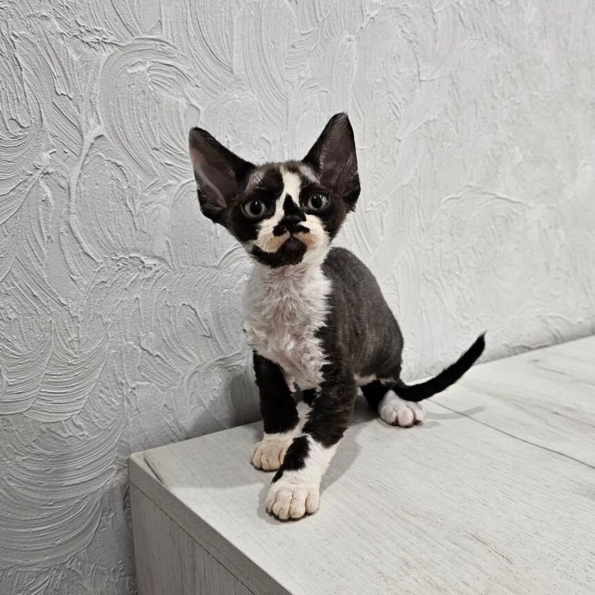 Мальчик девон-рекс