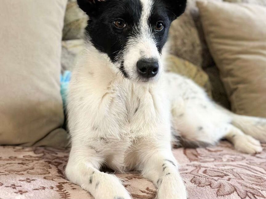 Собака Ванесса в добрые руки