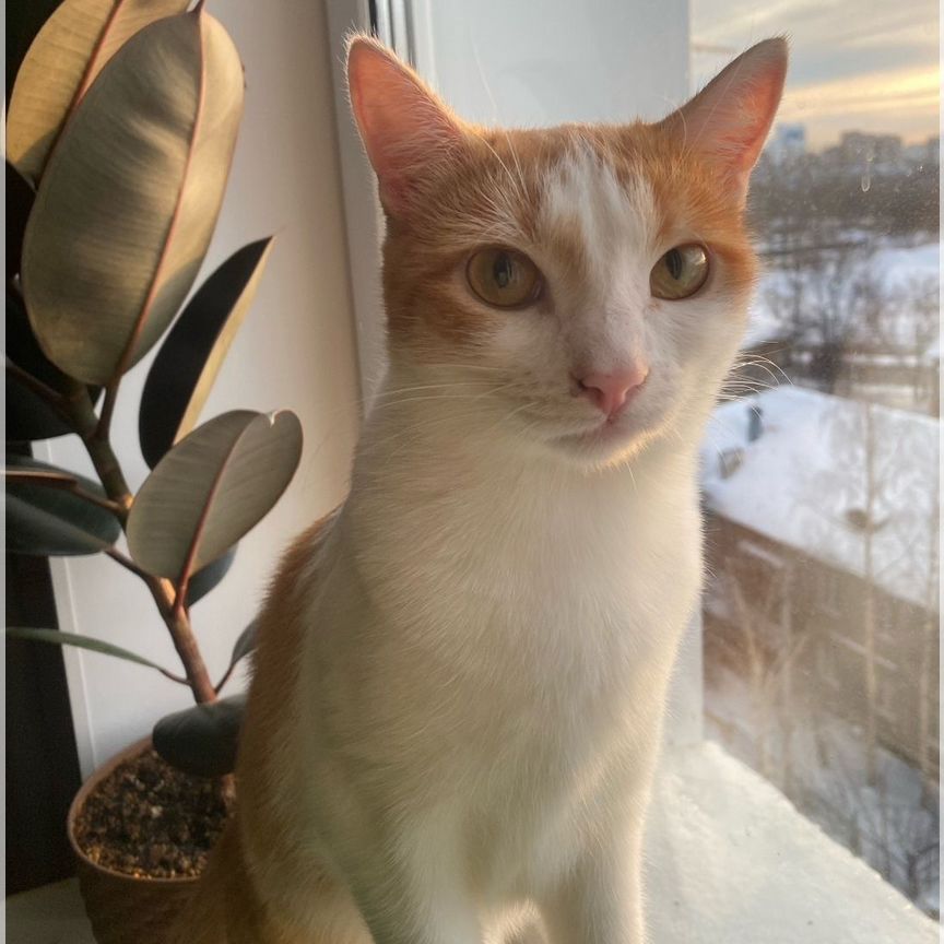 Котёнок в добрые руки