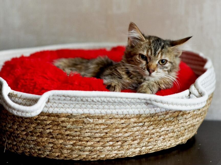 Котенок