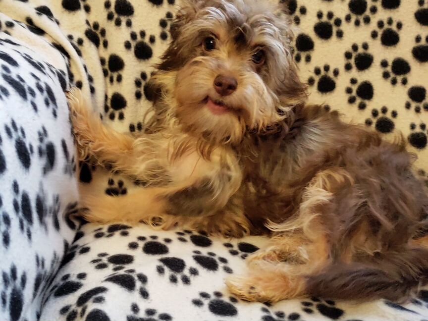 Йорки – биро и шоколадка