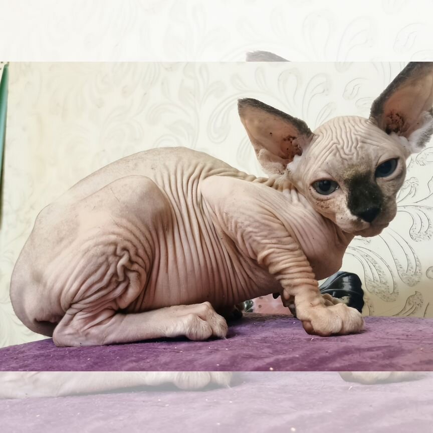 Канадский сфинкс котёнок