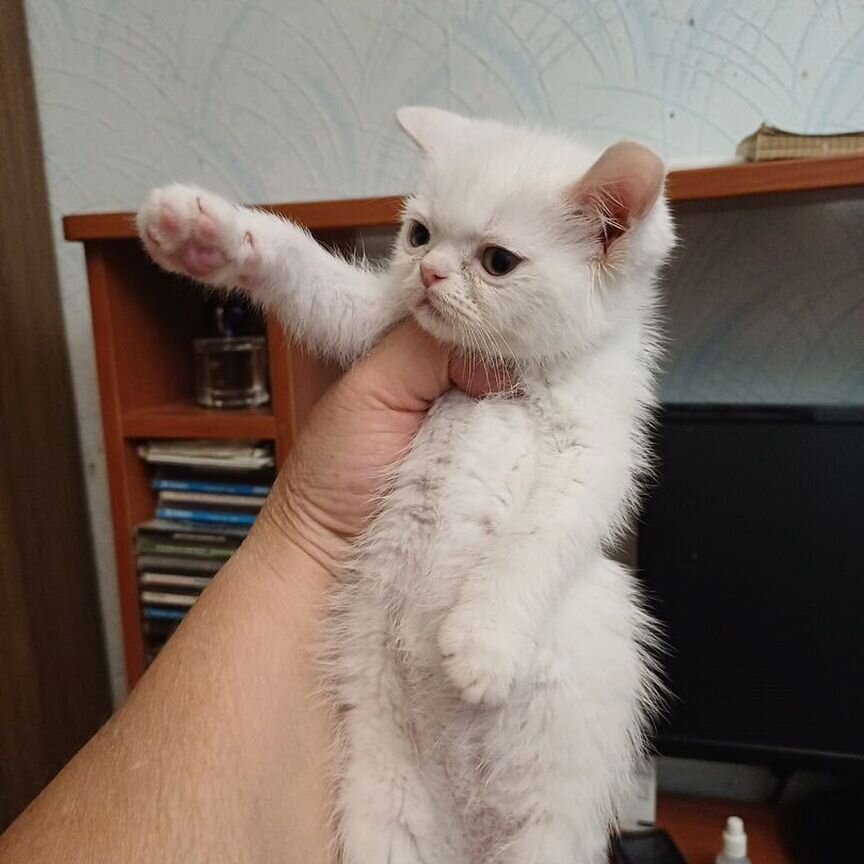 Продаются от красивых породистых родителей котята