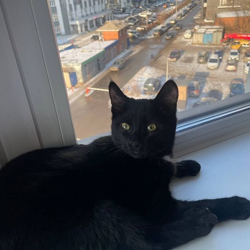 Котенок 5 месяцев