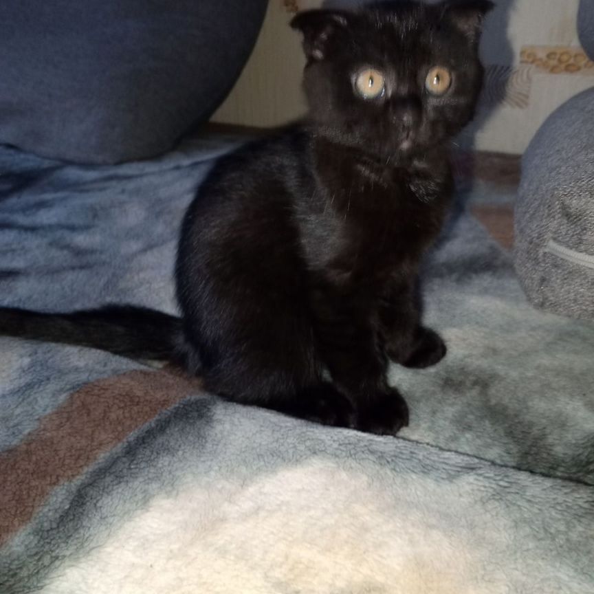 Котенок от шотландской кошки