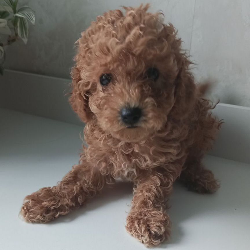 Пудель, щенок