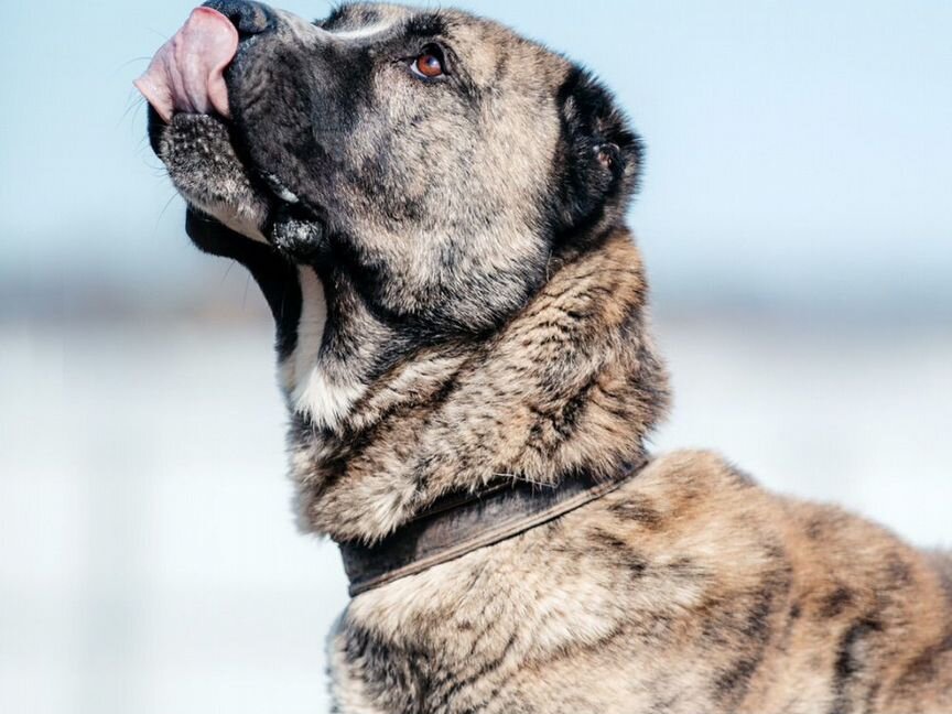 Собака алабай Тайгер в добрые руки