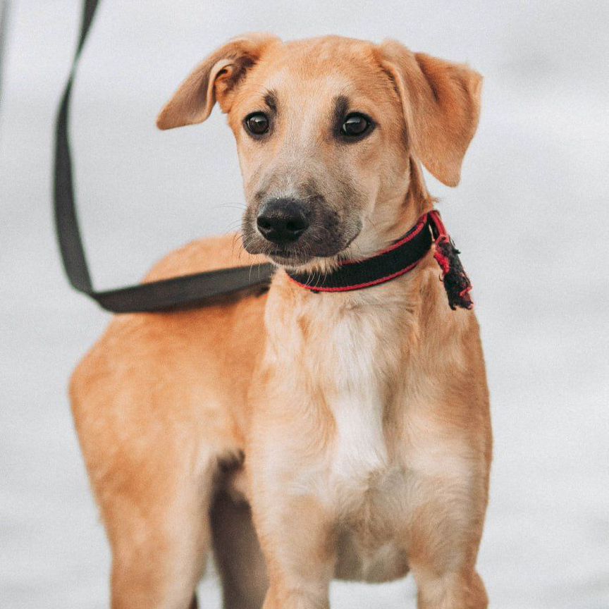 Щенок в добрые руки бесплатно